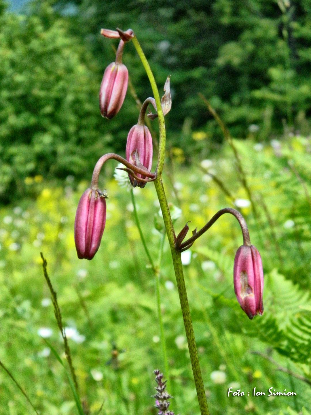 De vorba cu mine însumi: Crinul de padure