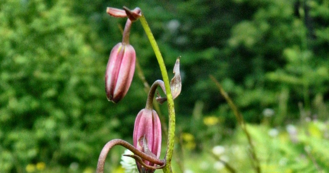 De vorba cu mine însumi: Crinul de padure