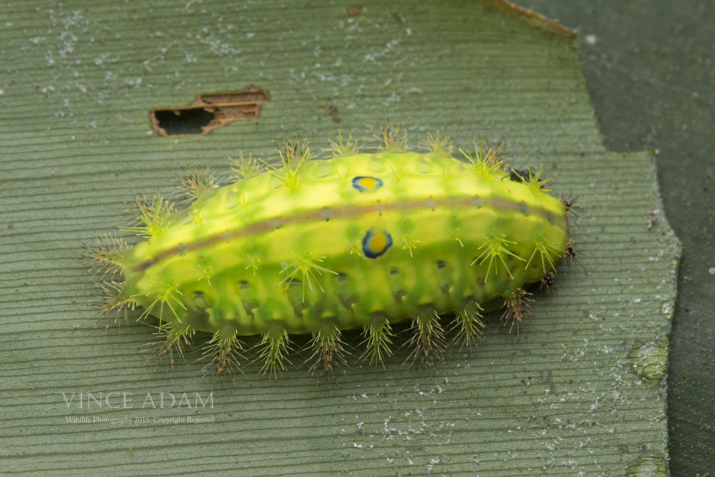 Membangun Perkebunan Kelapa Sawit: Hama Ulat Api Birthosea bisura