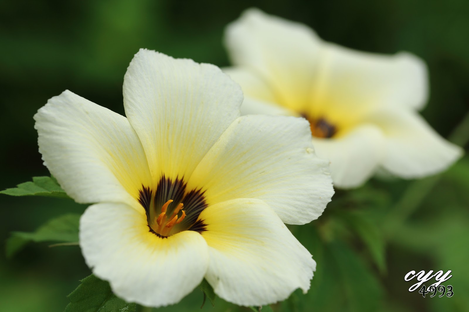 cyy4993: White Alder [Turneraceae] Turnera Subulata 时钟花