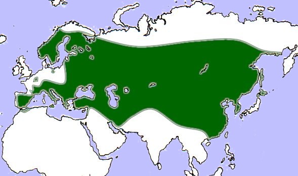 THE EAGLE OWL |The Garden of Eaden