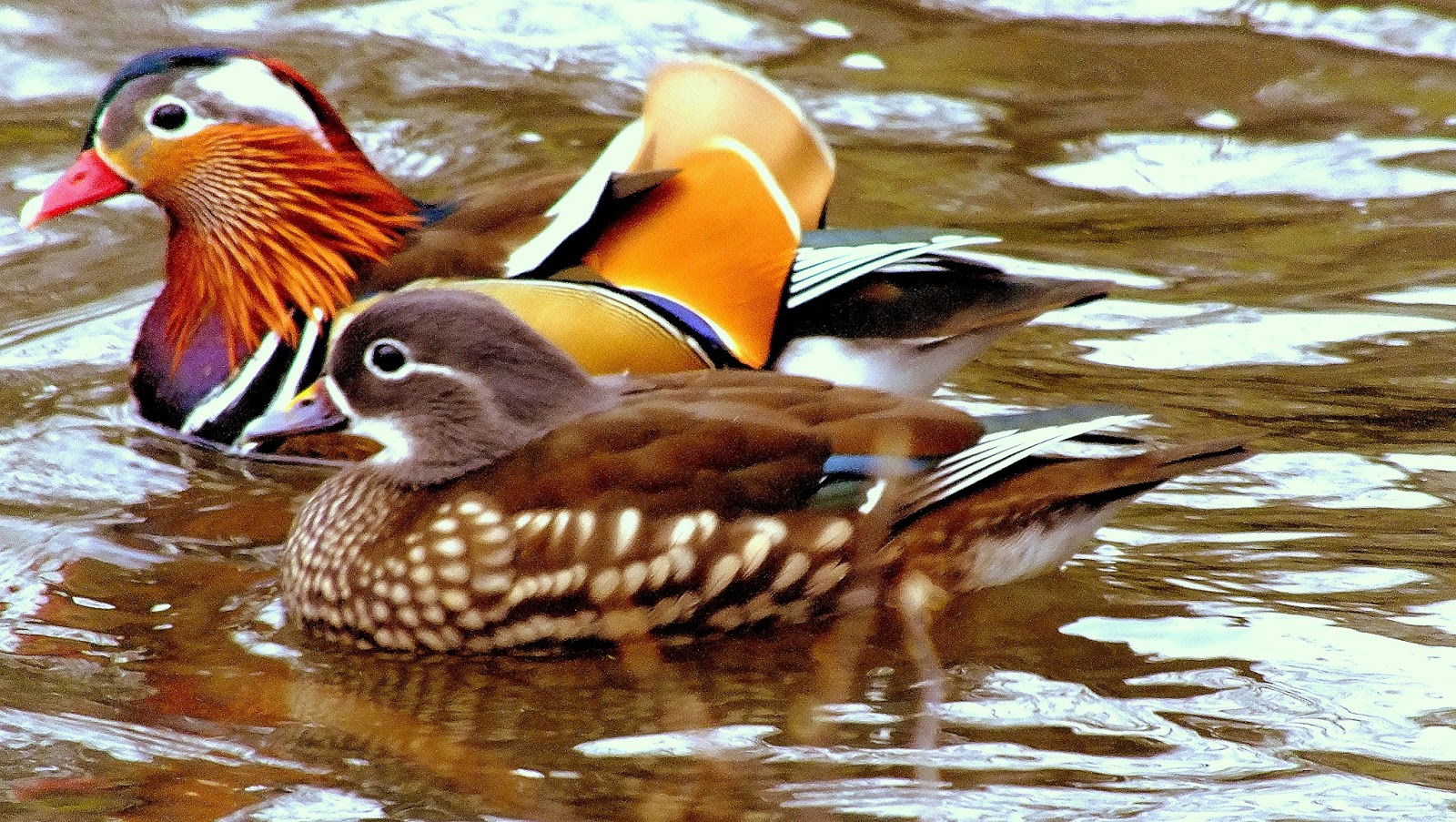 Tick 'n' go Birding: Four ticks at Connaught Water