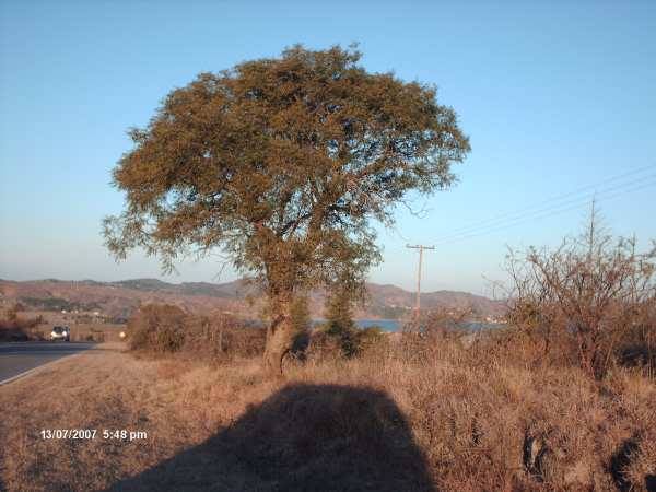 ASOCIACION ECOLOGISTA RIO MOCORETA: ÁRBOL CACUCHO , SAUCO HEDIODO ...