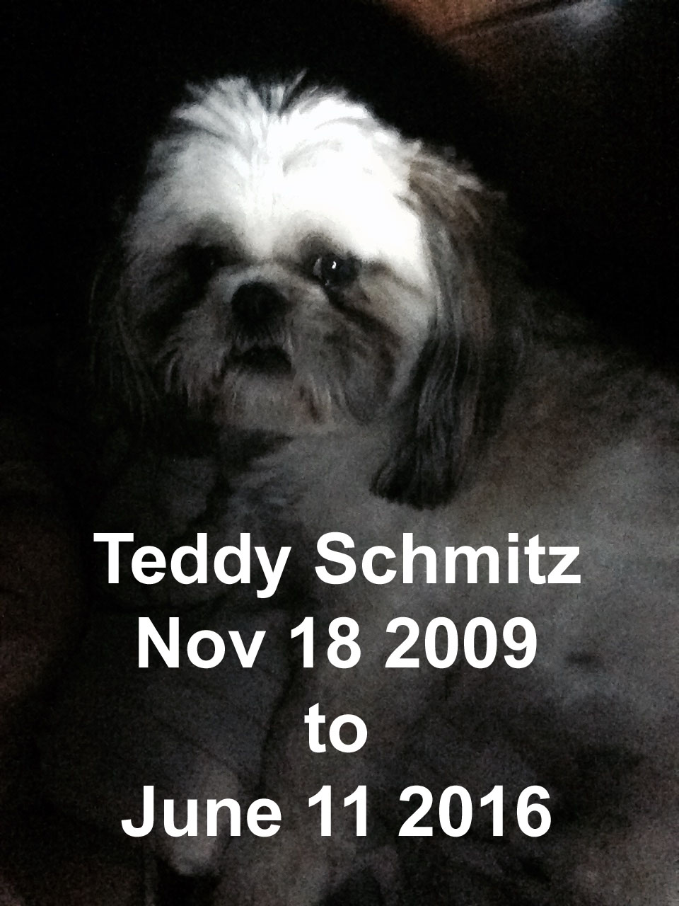 The Book Shelf: The Brave Dog Gelert by Jeannette Marks 1908