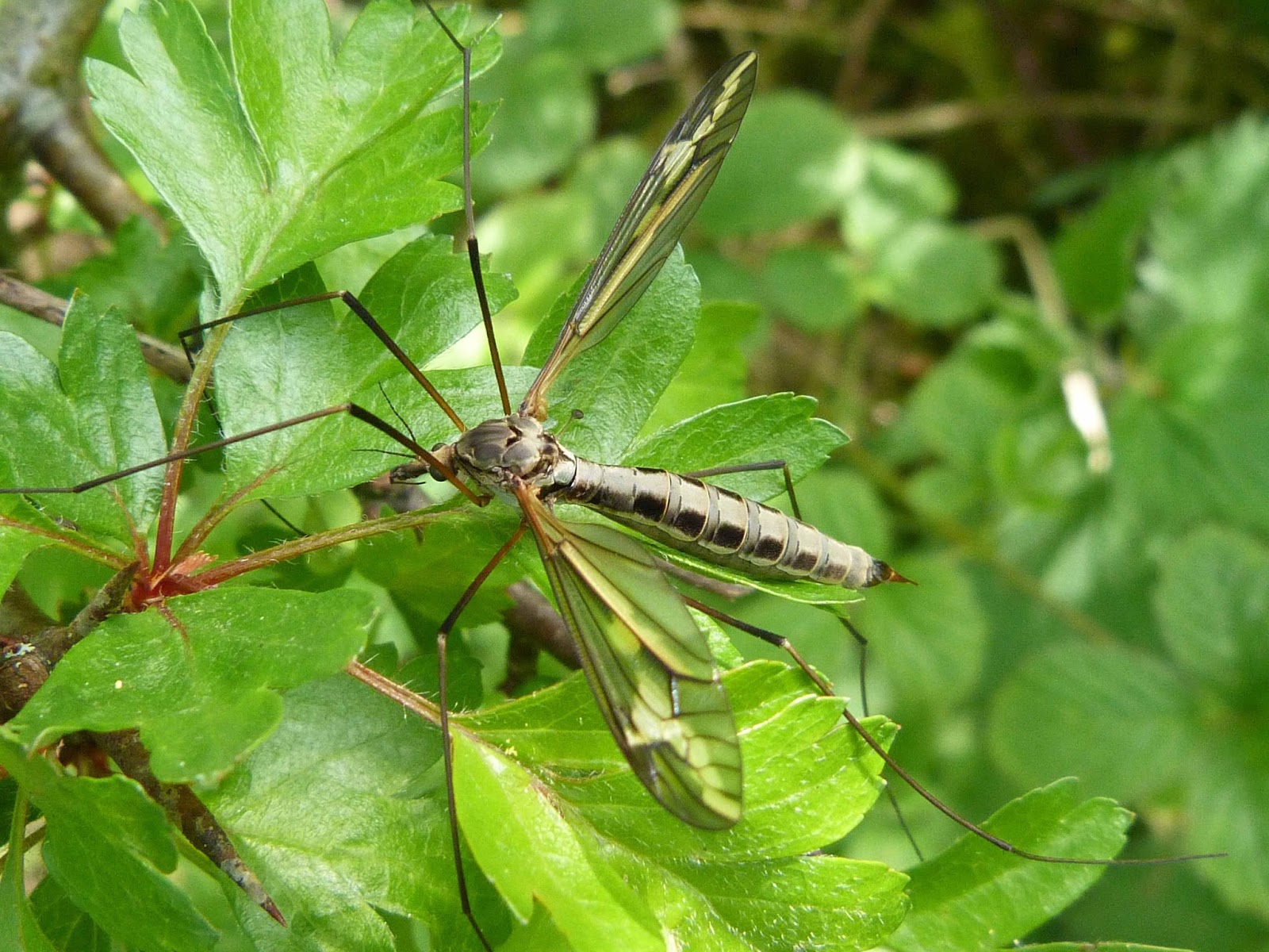Insects of Scotland: Craneflies