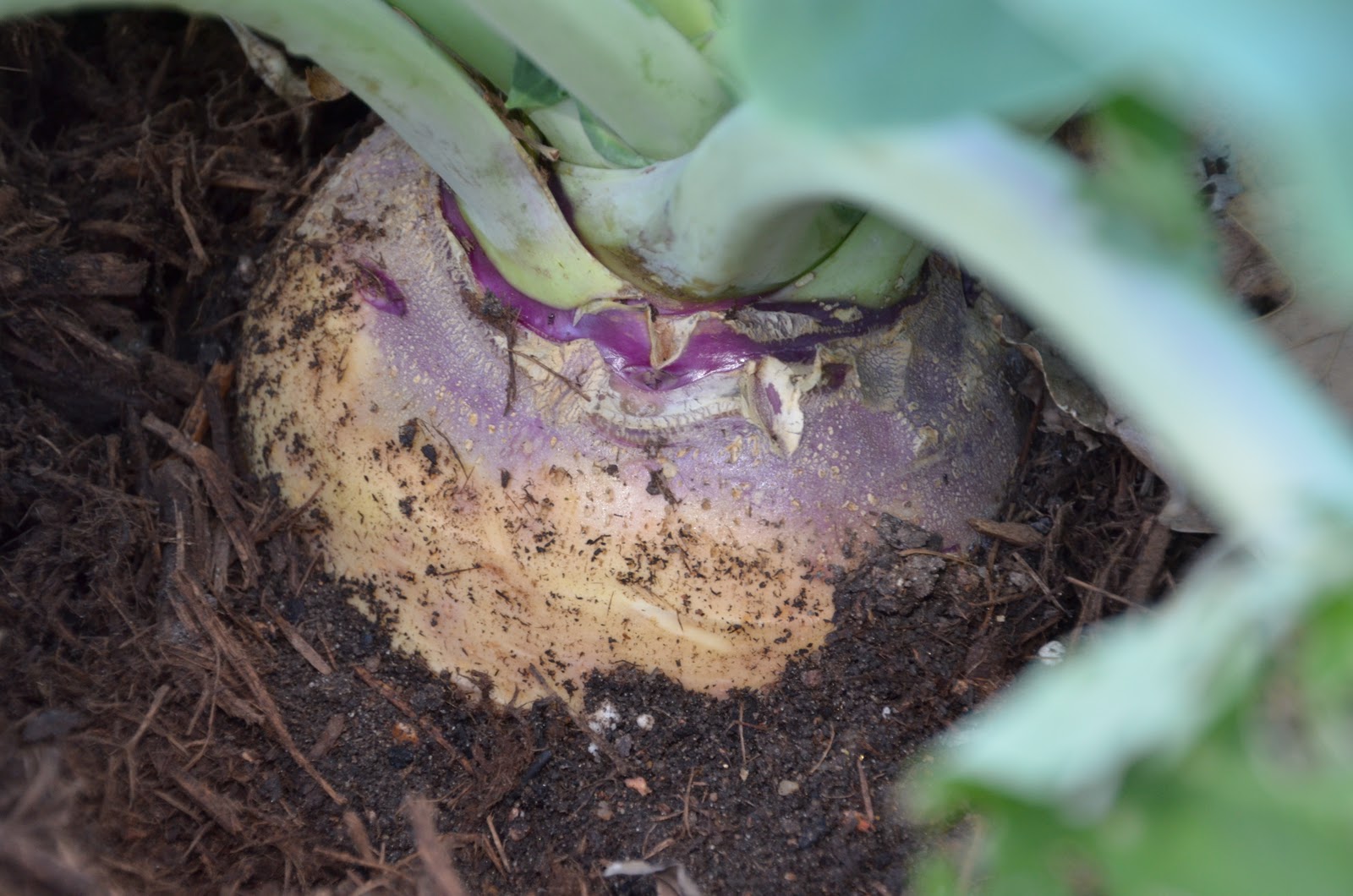 Garden Ally: Fall Vegetable Garden Paying Off