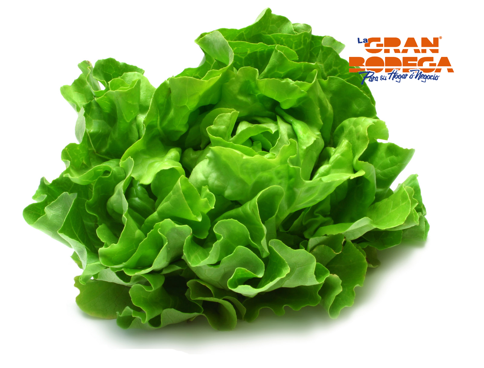 Cómo escoger y guardar las lechugas ~ La Gran Bodega