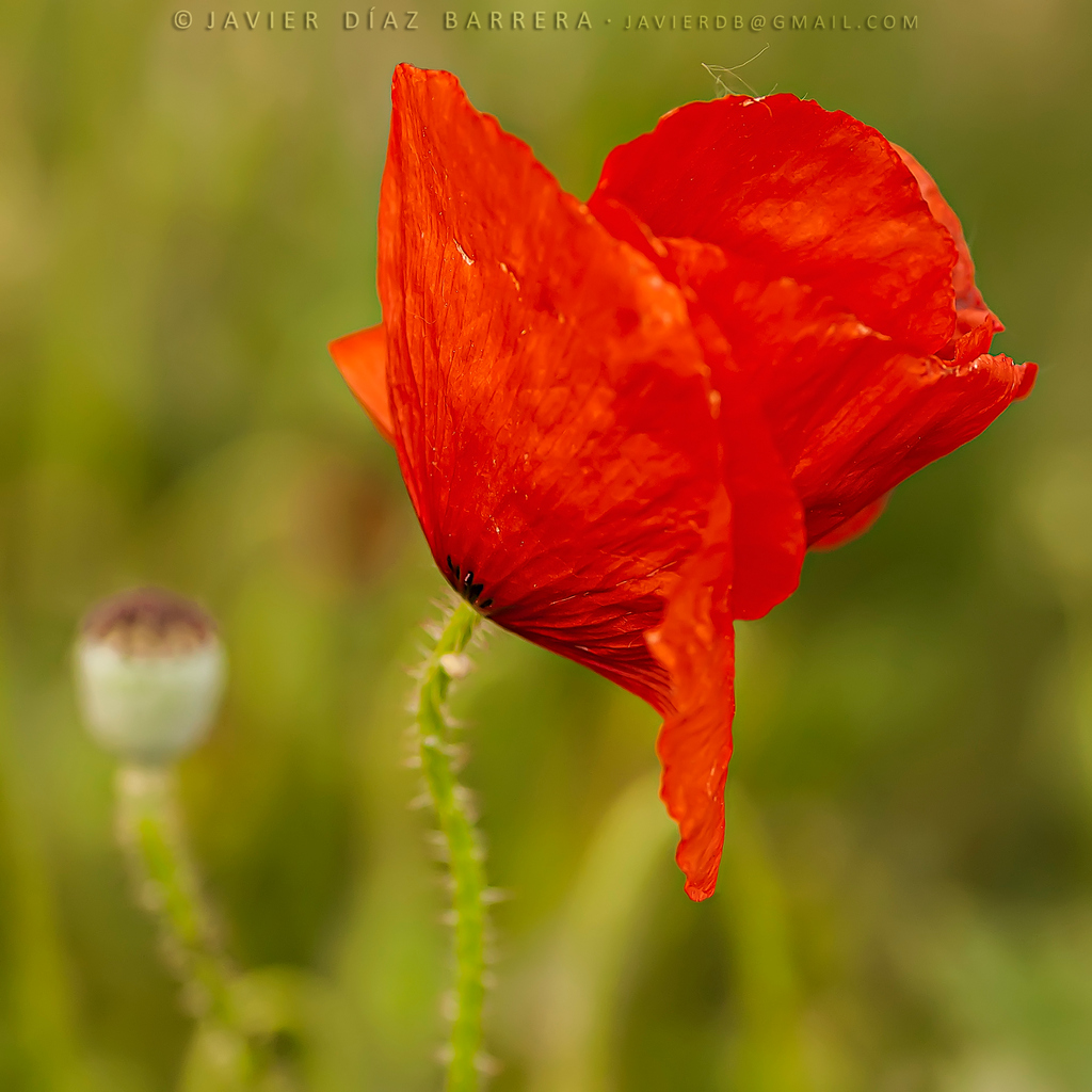 Bichos y plantas de León: Amapola