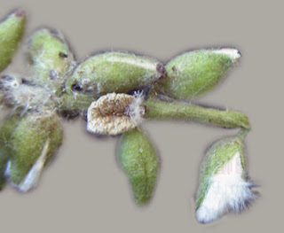 elarbolmiamigo-encinarosa: Populus simonii / Chopo simoni / Chopo de ...