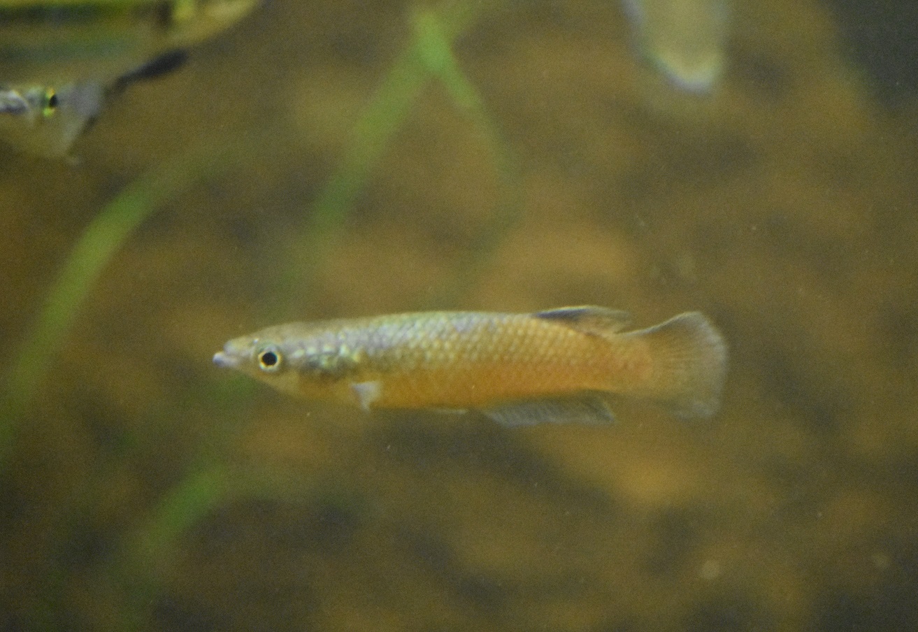 ZOOTOGRAFIANDO (6.096 ANIMALS): PANCHAX AZUL / POWDER-BLUE PANCHAX ...