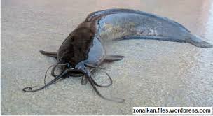 BIOTEKNOLOGI BIOBOOST K-LINK: 5 Jenis Lele Unggulan di Indonesia