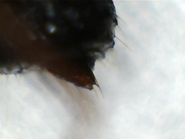 O MUNDO DOS INSETOS: FORMIGA VISTA NO MICROSCOPIO