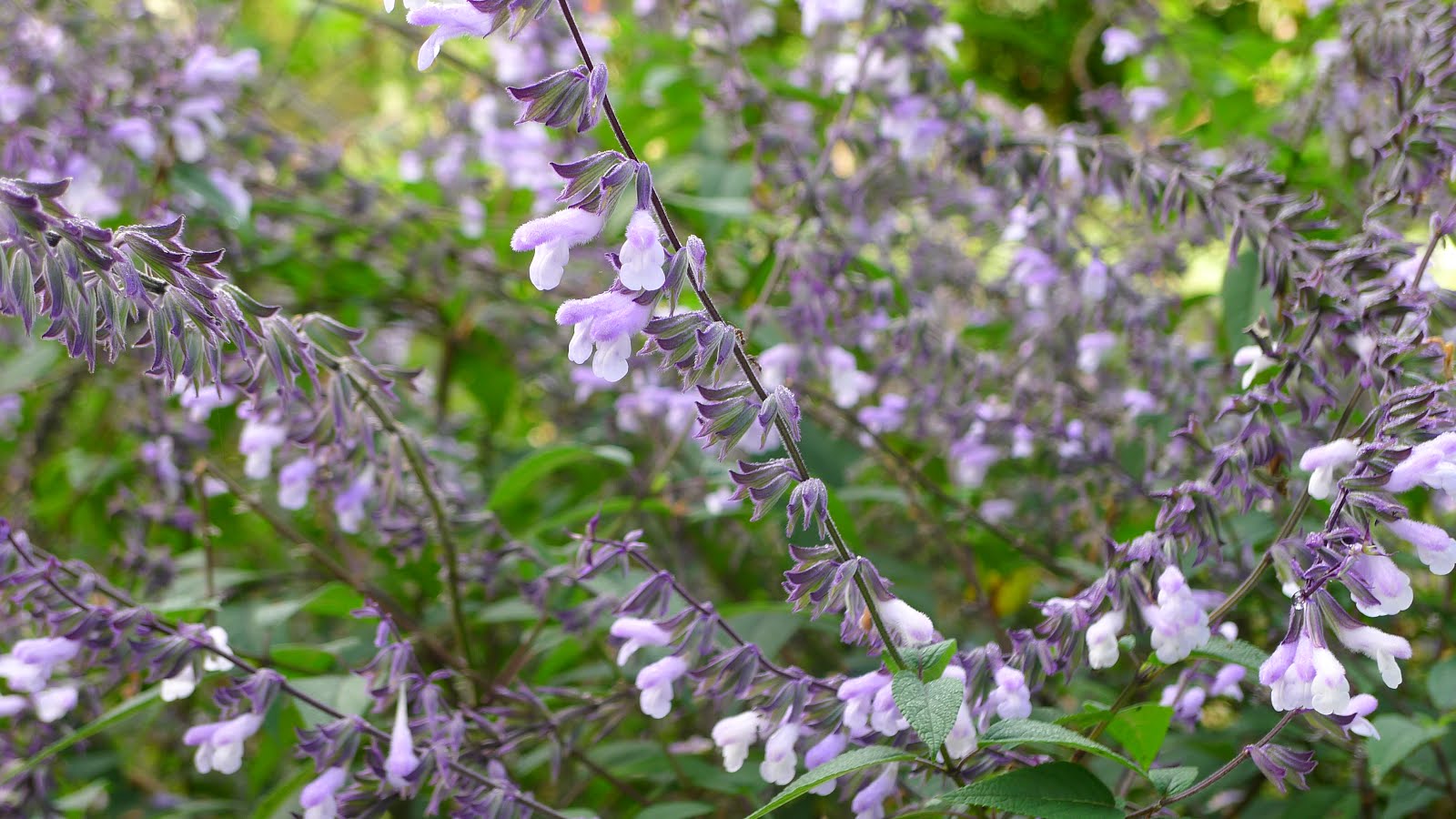 Lavender and Vanilla; Friends of the Gardens: Some of my Salvias ...