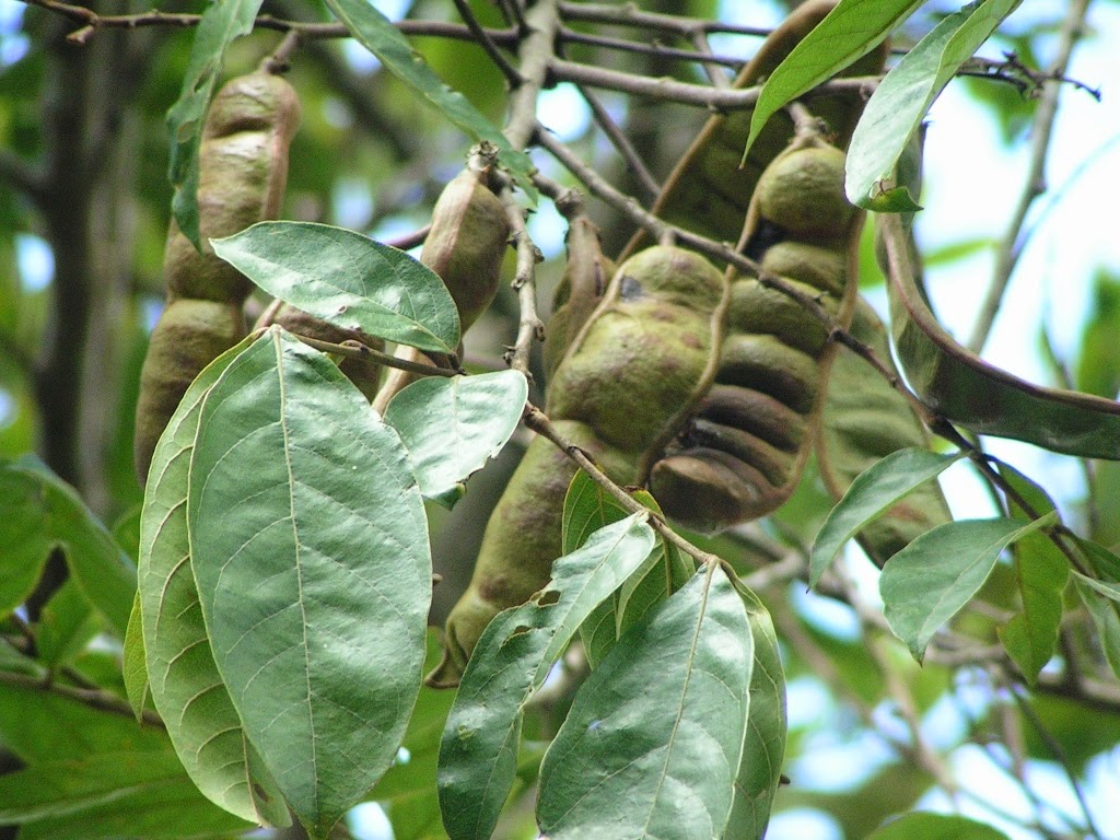 Flora de Puerto Rico Ilustrada Papo Vives: MIMOSACEAE INGA NOBILIS SSP ...
