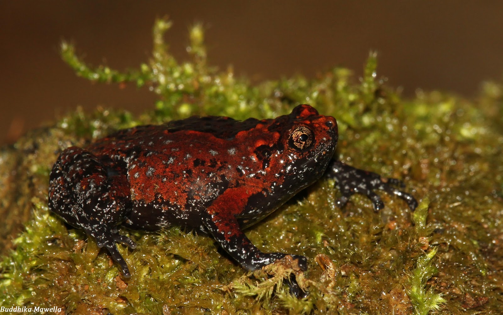 Lanka Nature Summary: Half-webbed Pug-snout Frog (Uperodon palmatus)