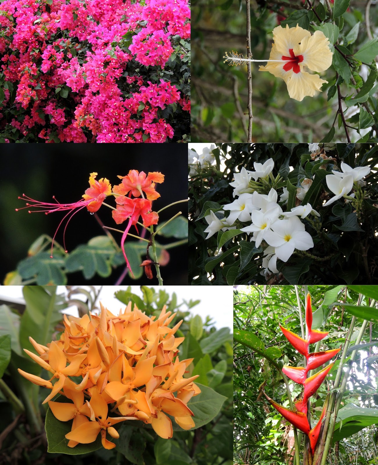 Babzy Photos Blog: Fleurs de Guyane : Flowers of French Guyana