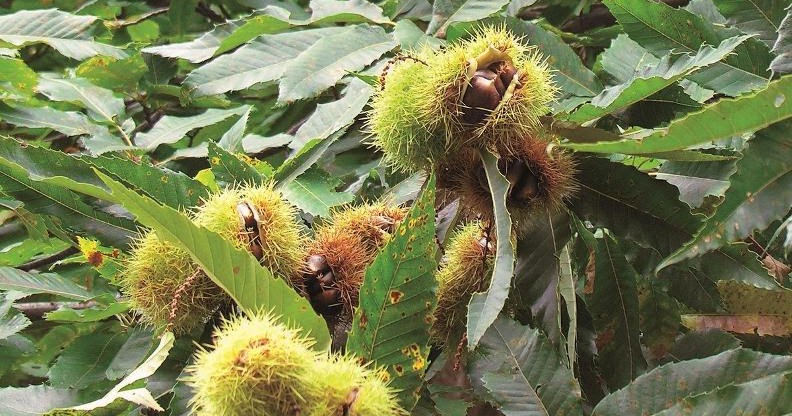 The history of the Chestnut | Expat with Kids