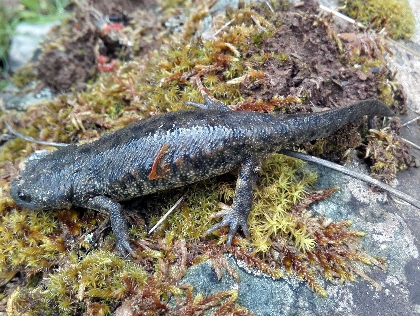 Taxonomía Chordata: Clase Amphibia