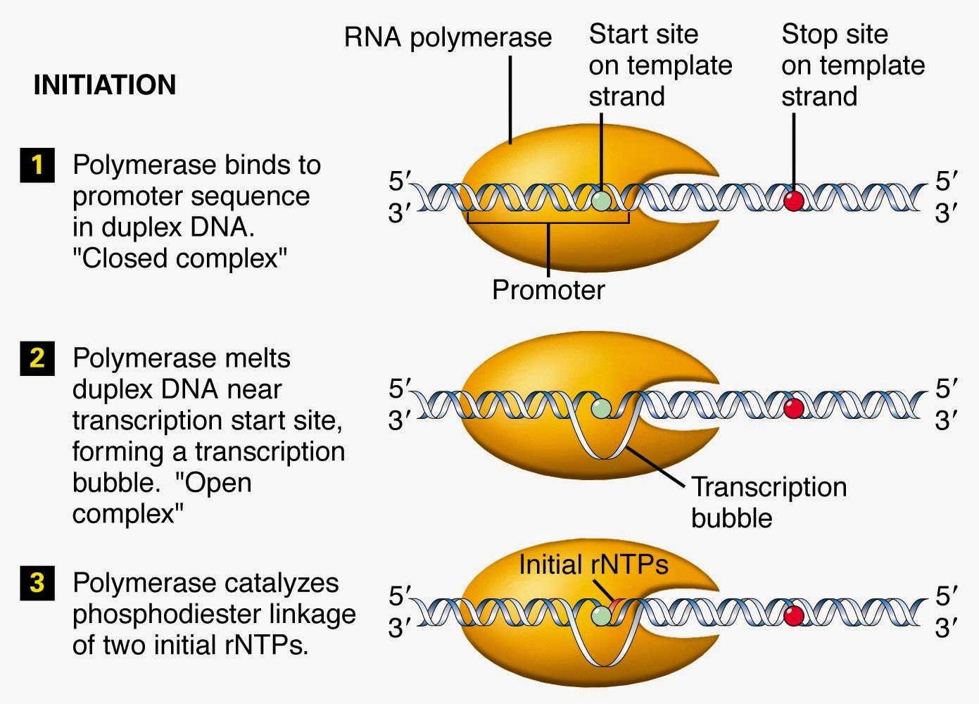Propanona: Etapas de la transcripción del ADN.
