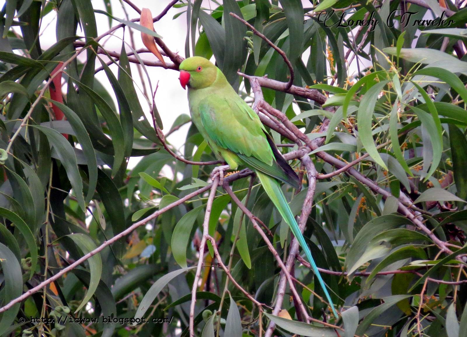 Rose-ringed parakeet - Psittacula krameri