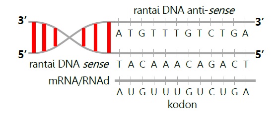 Unit Transkripsi Dna Yang Mencetak Mrna Adalah – Beinyu.com