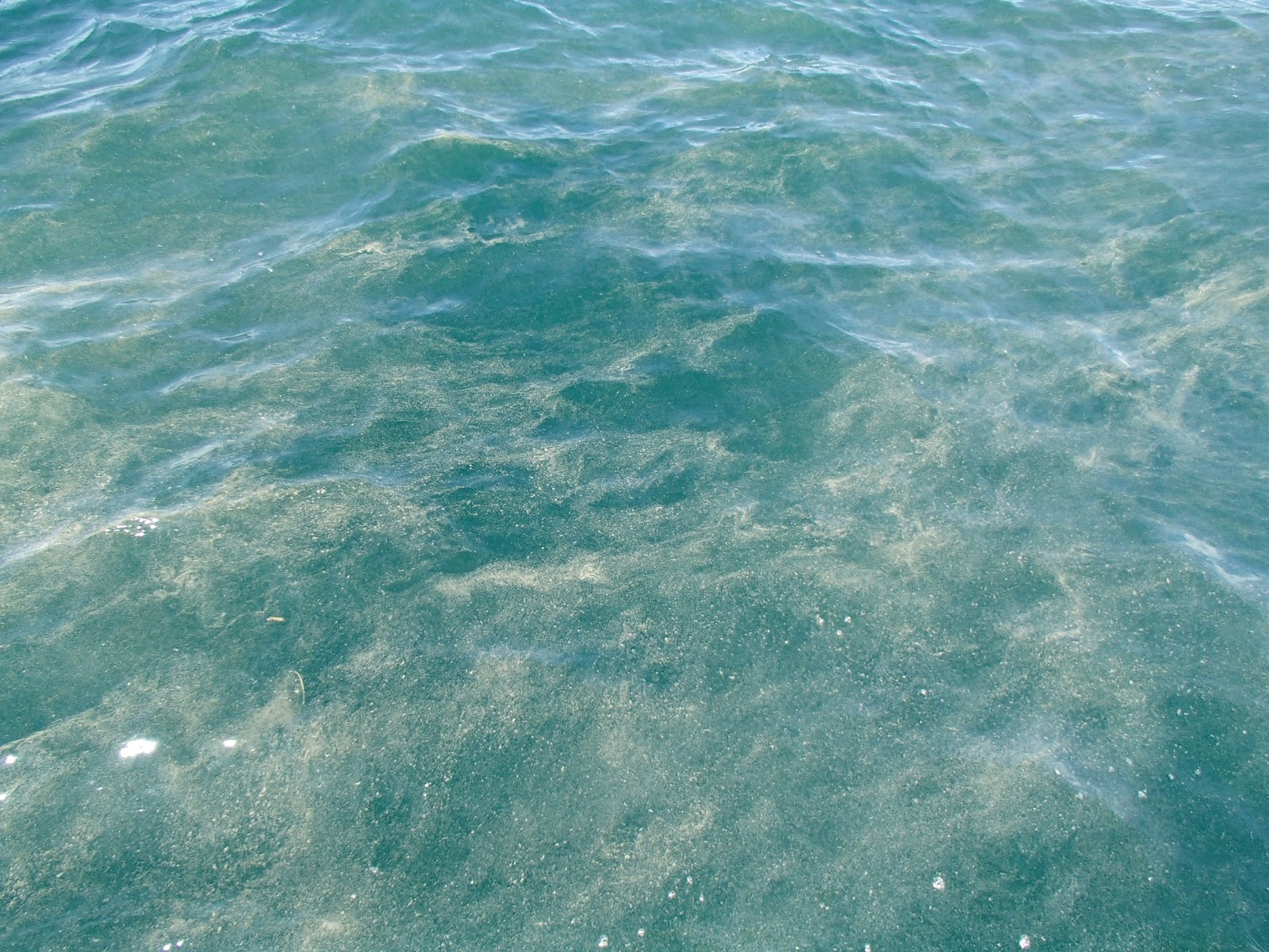 Stay In Touch With Collier County's Sea Grant Extension Program ...