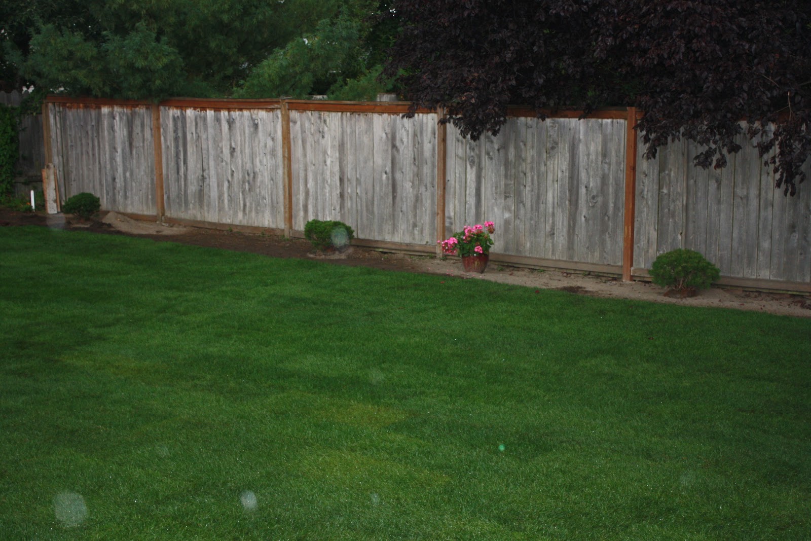 Domestically Dobson: Dog Run Fun