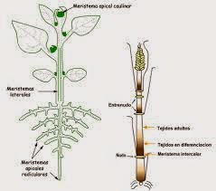 Histologia Vegetal: Tejidos Meristemáticos