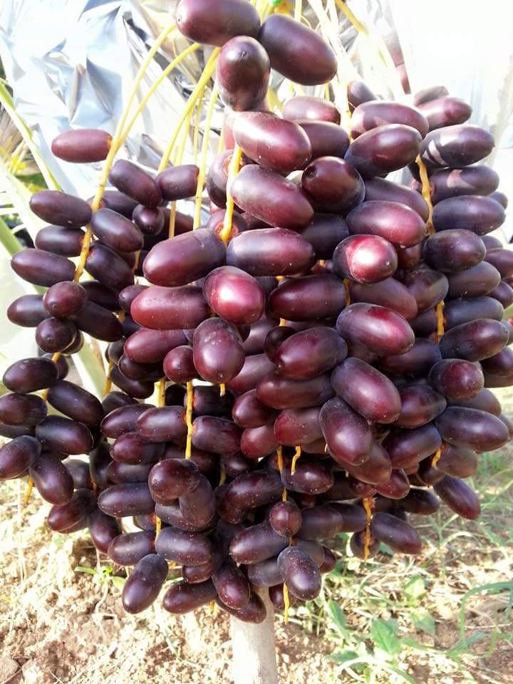 BORNEO DATE PALM: Mengenal Fase-Fase Kematangan Buah Kurma