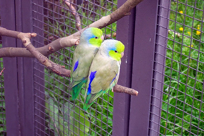 AvesMundi: FORPUS COELESTIS