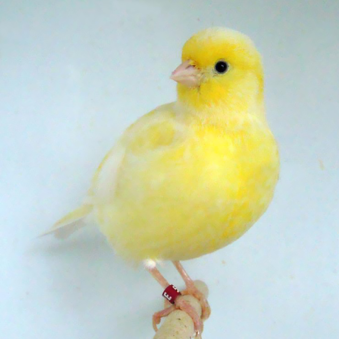 canarilrevoredo: O Fife Fancy