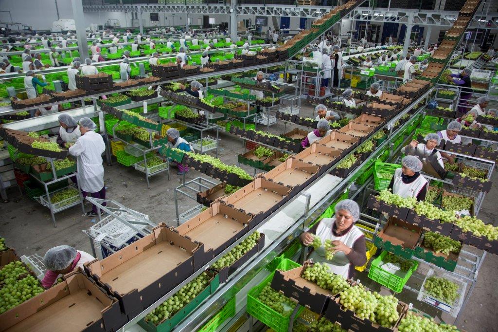 ACP - CHINCHA: PBI de agricultura moderna creció más que el de otros ...