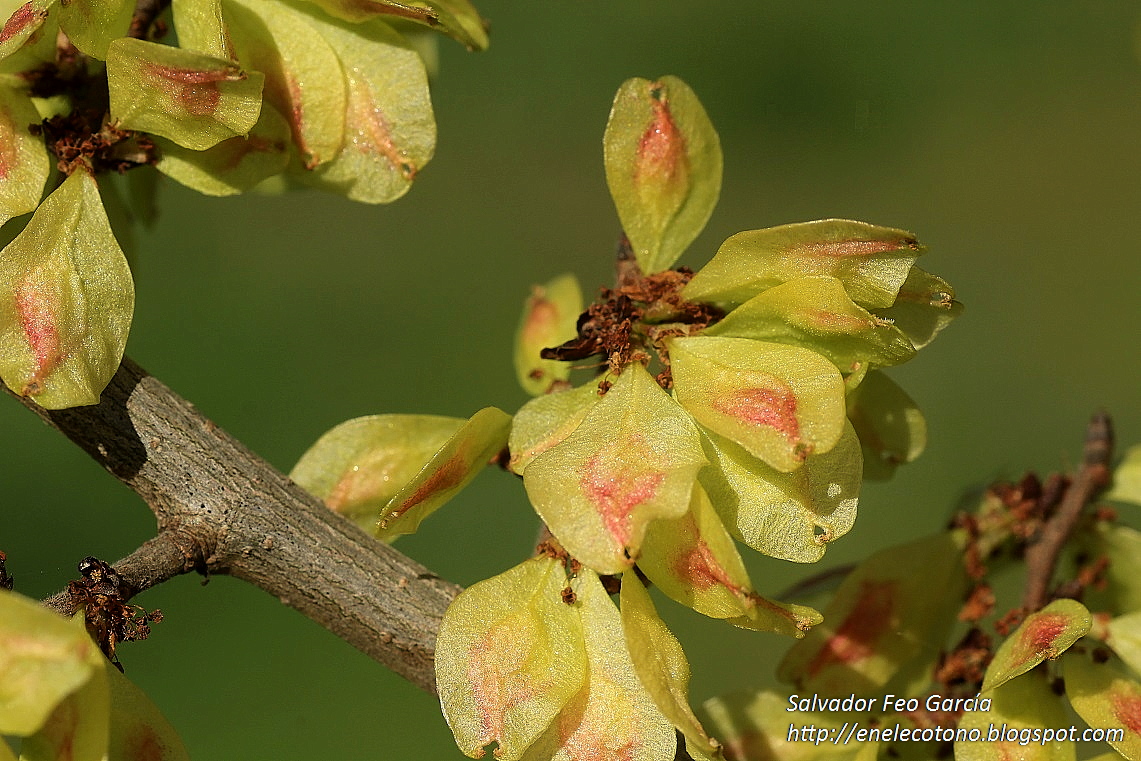 En el ecotono: Los frutos de los olmos