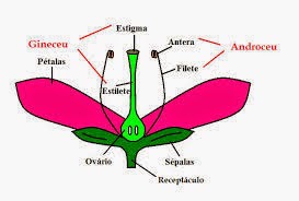 Biologia do 2º Ano: Angiospermas