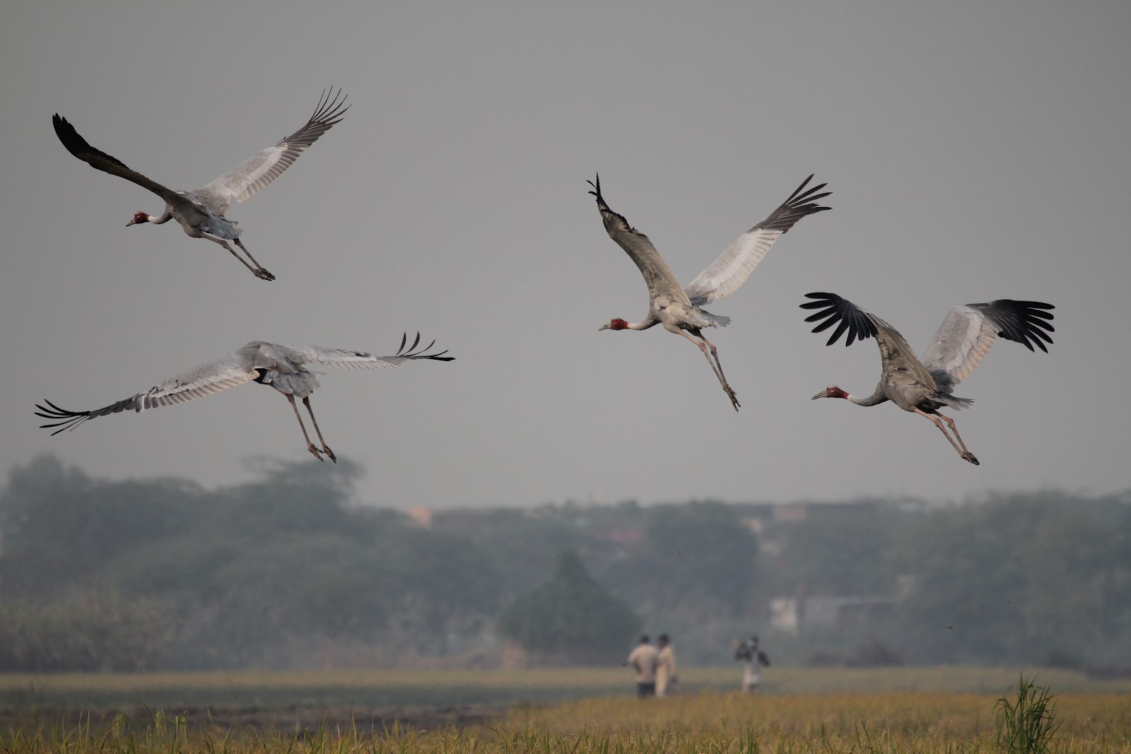 My Birding Trails...: World's tallest flying bird '' The Sarus Crane''