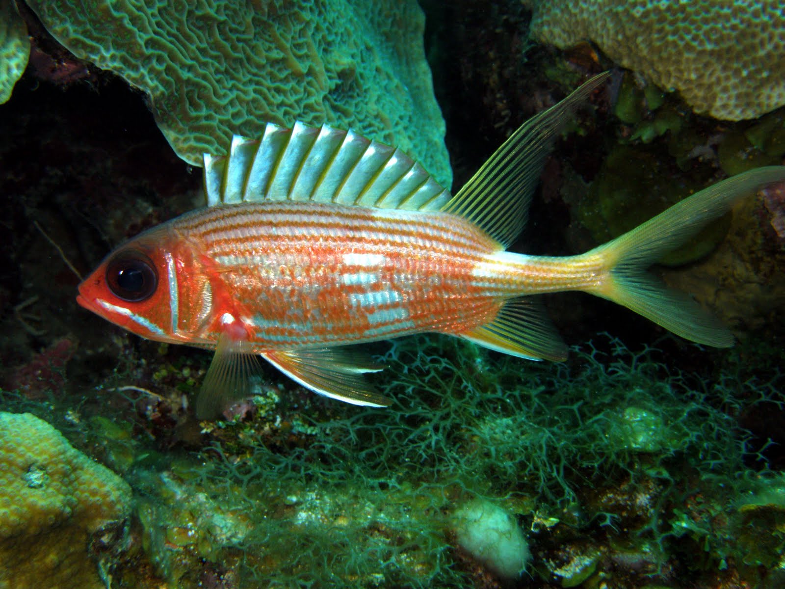 Iluminación Profunda: Pez ardilla ó candil soldado (Roatan, Honduras)
