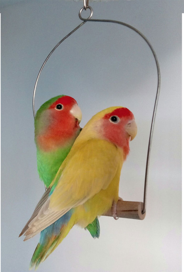 ¿Como reparar un columpio para Agapornis?