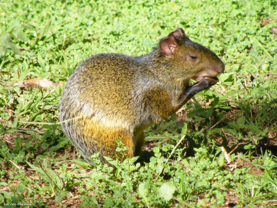 Biólogo na Rede: Fatos que você deveria saber sobre a Caatinga