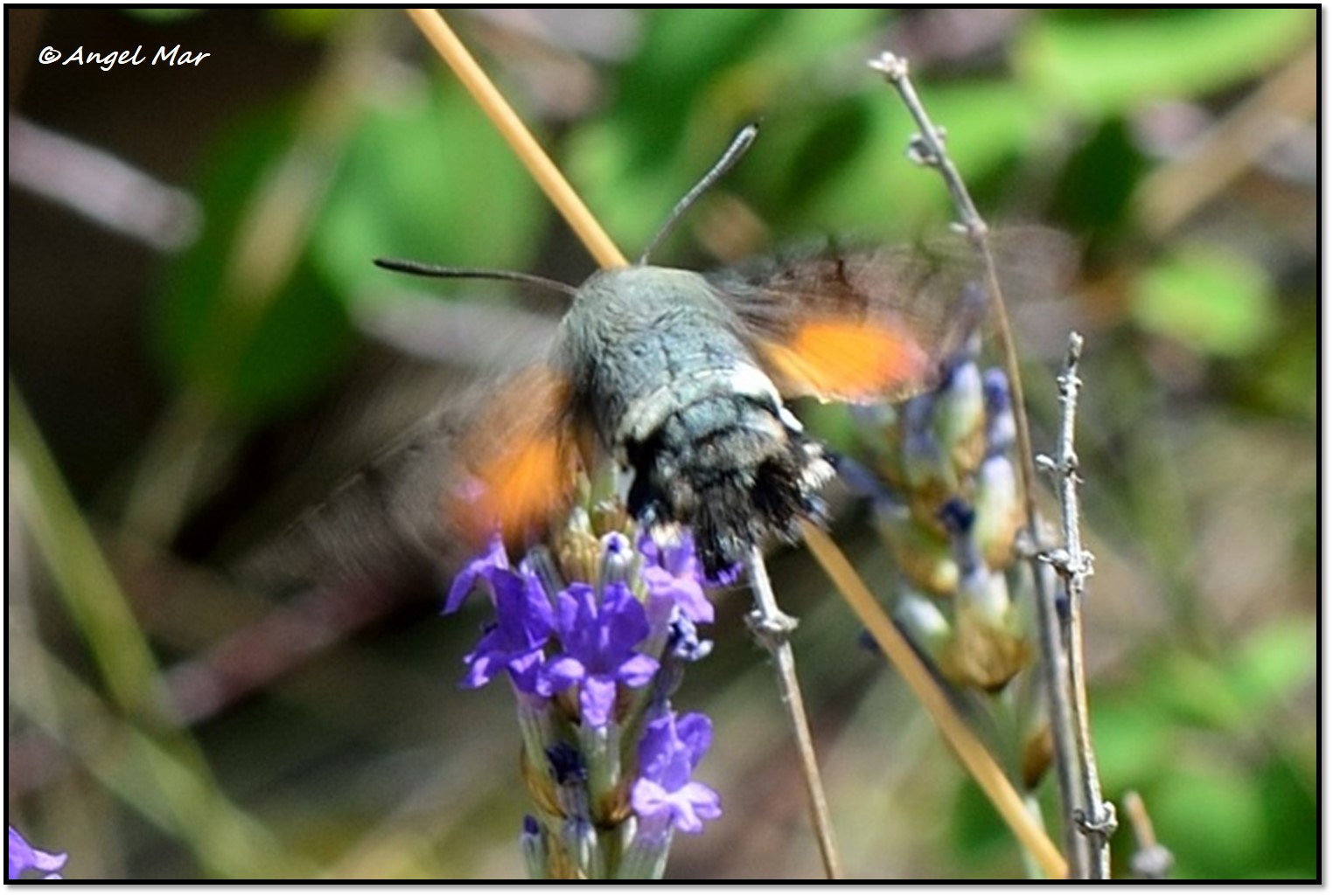 Butterflies and Dragonflies: Macroglossum stellatarum (Polilla Esfinge ...