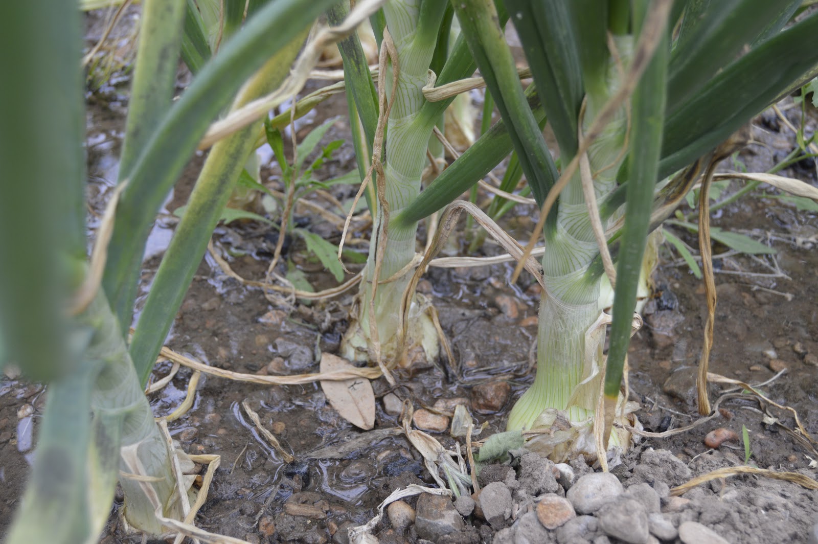 El Huerto de Tatay: Flor de cebolla