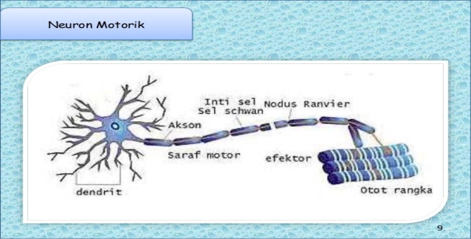 Education: SISTEM REGULASI PADA MANUSIA