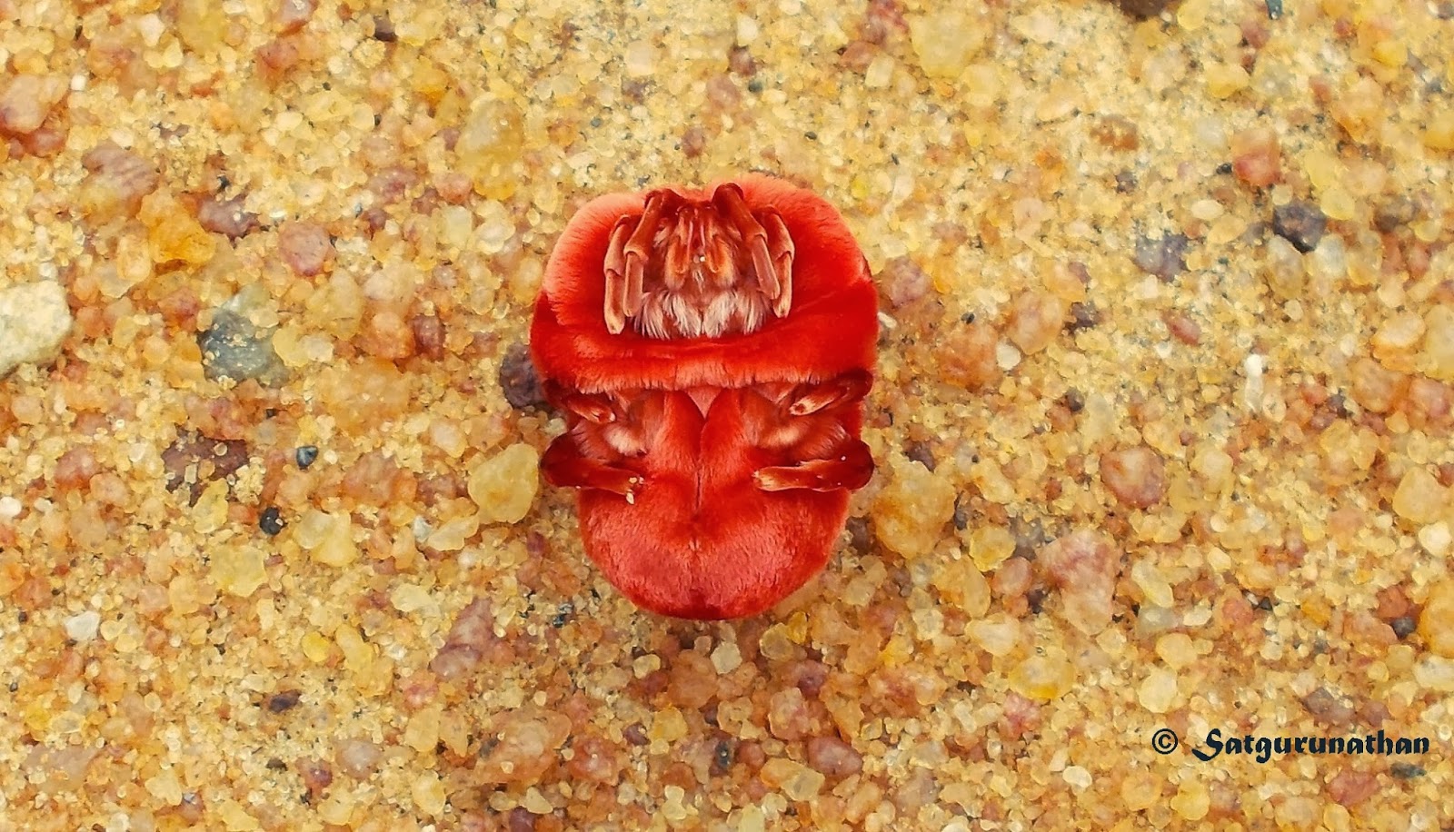 Biodiversity of Bharathidasan University: Giant Indian Velvet Mite or ...