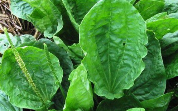 MANFAAT DAN KHASIAT DAUN SENDOK BAGI PENGOBATAN