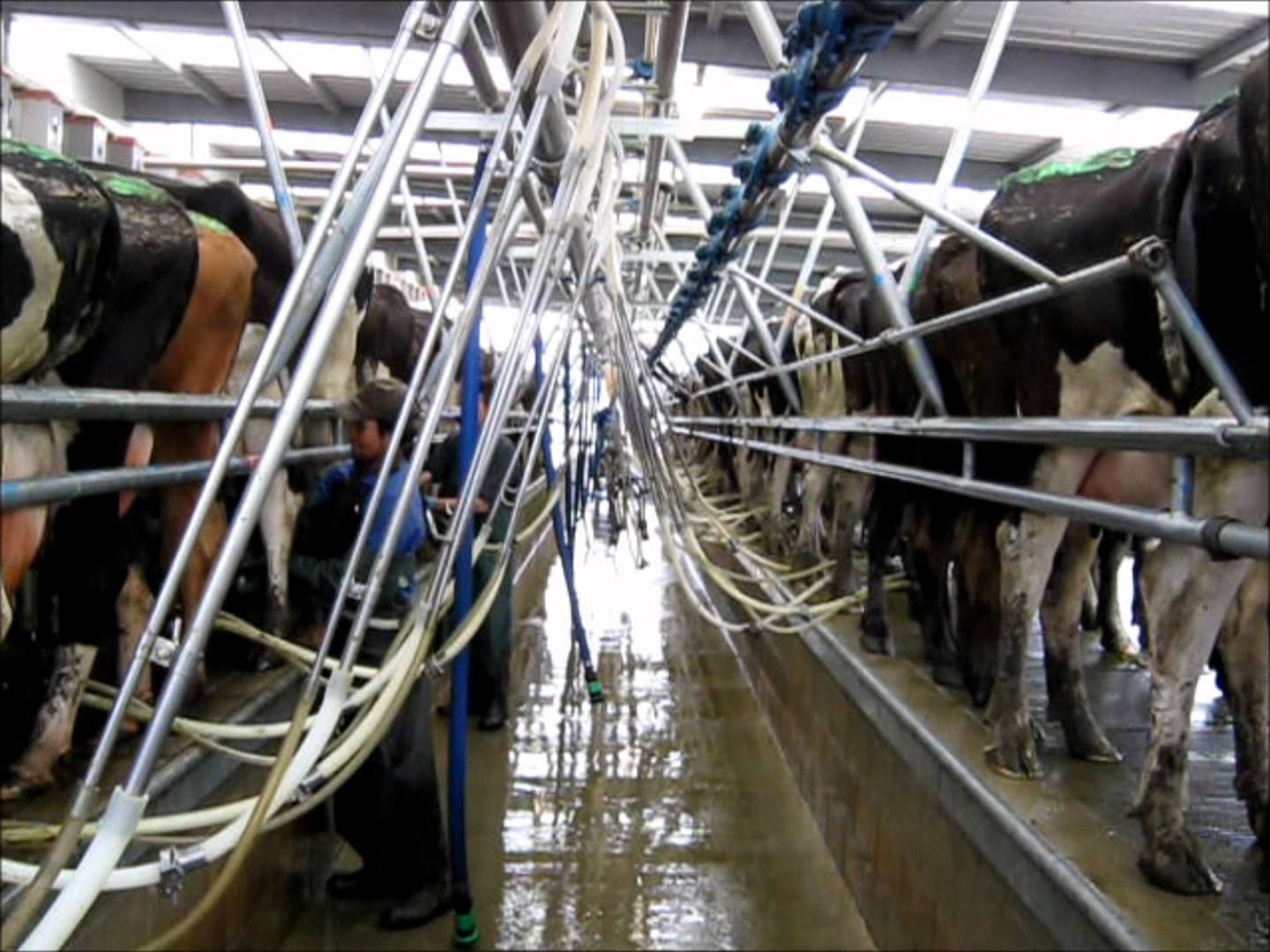 What Are The 4 Types Of Milking Parlors - Design Talk