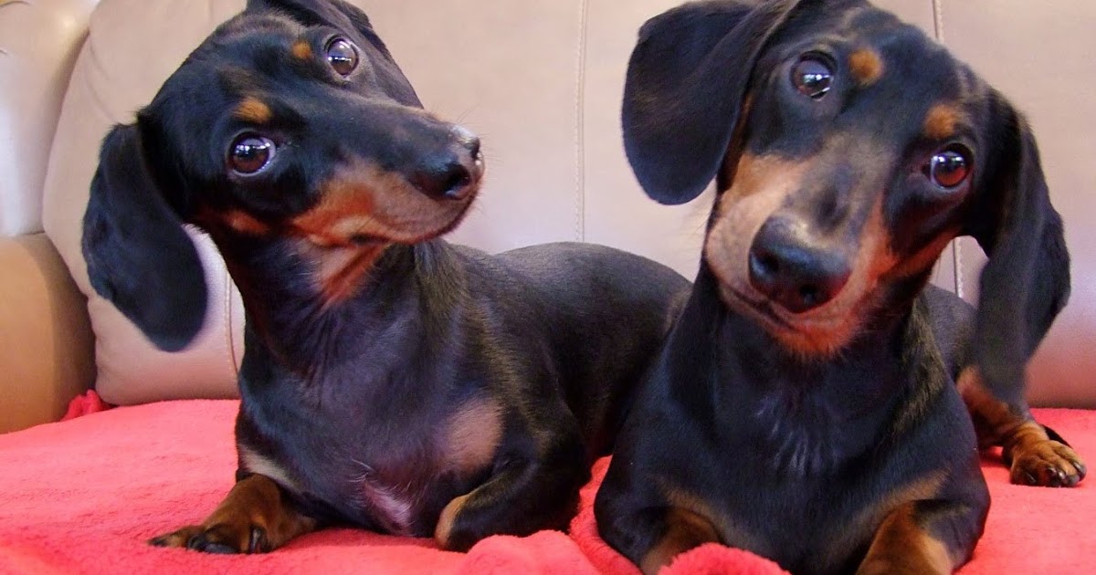 Enjoying Your Senior Dachsie and Saying Goodbye ~ We love pets