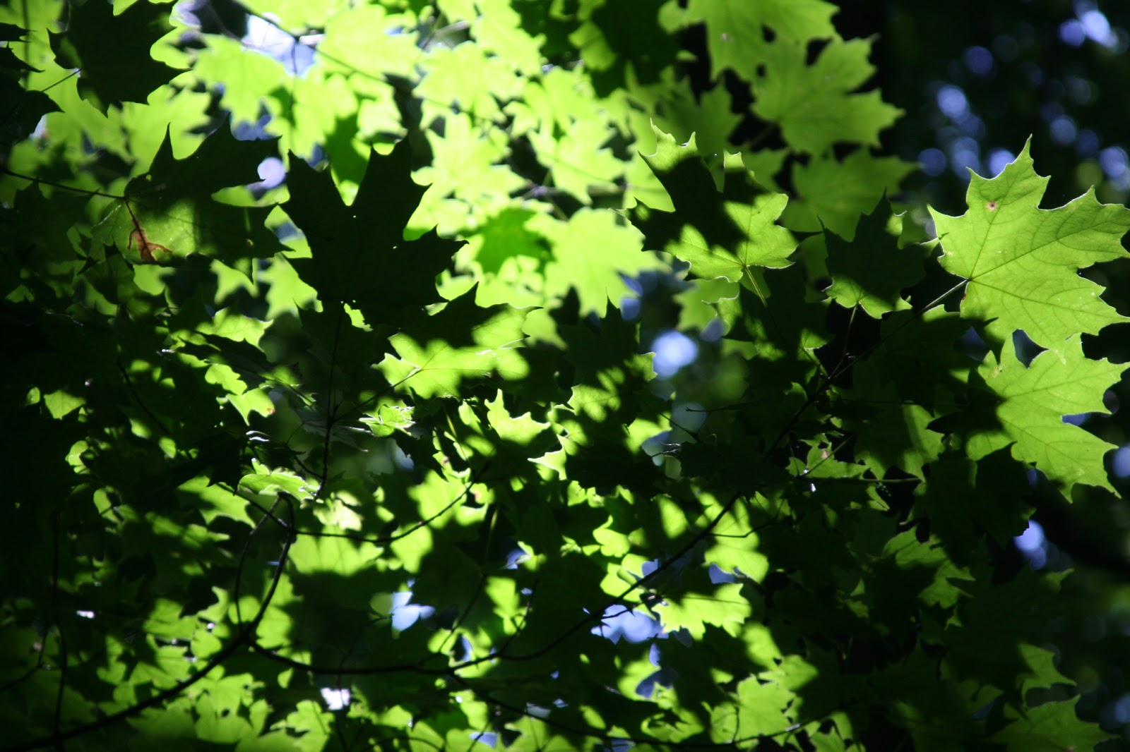 Isabella Conservation District Environmental Education Program: Mid ...