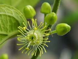 Flora de Puerto Rico Ilustrada Papo Vives: PASSIFLORACEAE PASSIFLORA ...