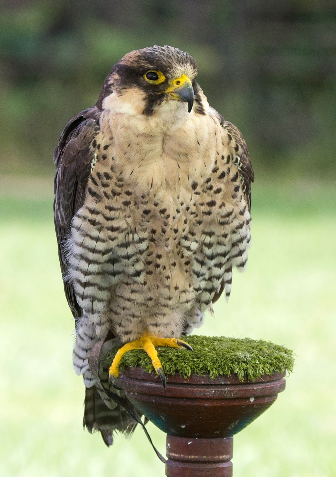 Escapes and Photography: Children's Summer activities and Falconry ...