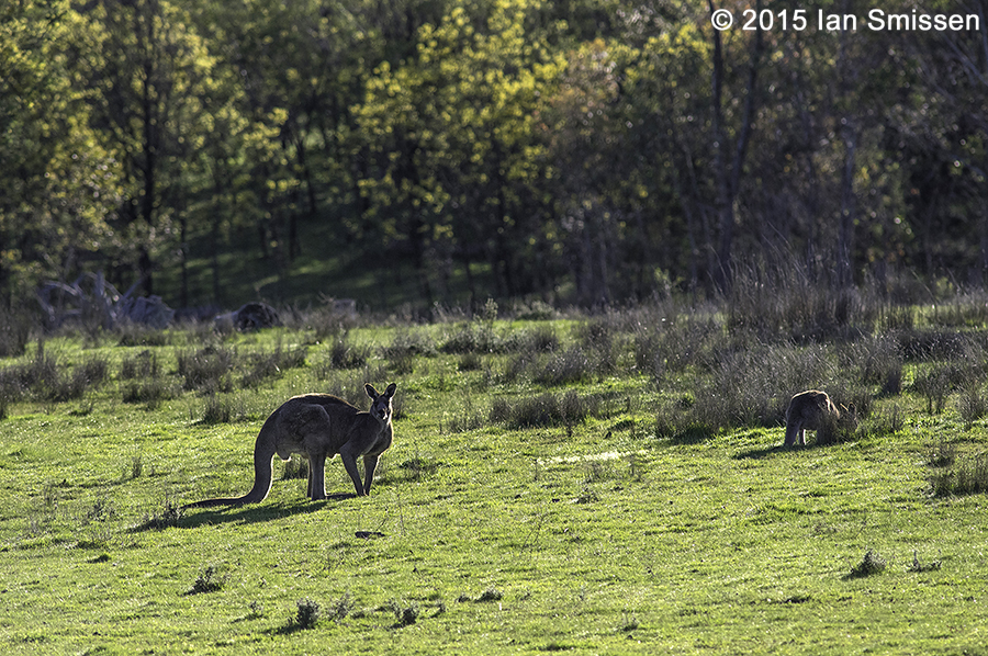 A passion for birds...: Wenhams Camp, Warby Ranges
