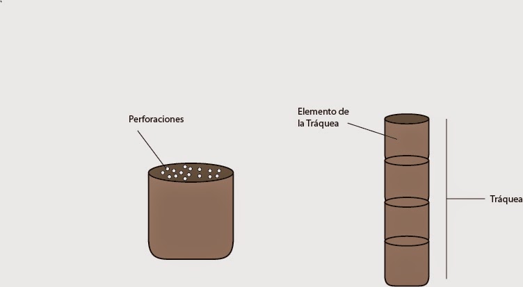 el moderno prometeo: Histología Vegetal: Xilema.